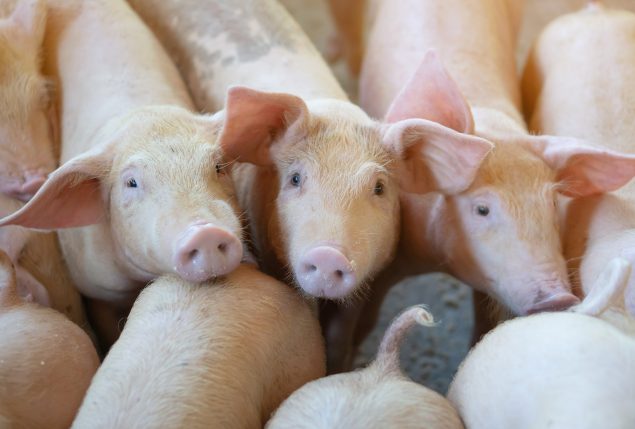 Artigos, dicas e novidades sobre nutrição e saúde animal | Vaccinar